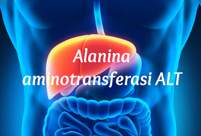 Alanina Aminotrasferasi Alta: Scopri le Cause, i Sintomi e i Valori ...
