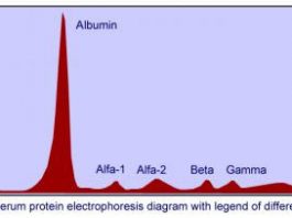 Proteine del Sangue: Scopri Quali Sono e a Cosa Servono