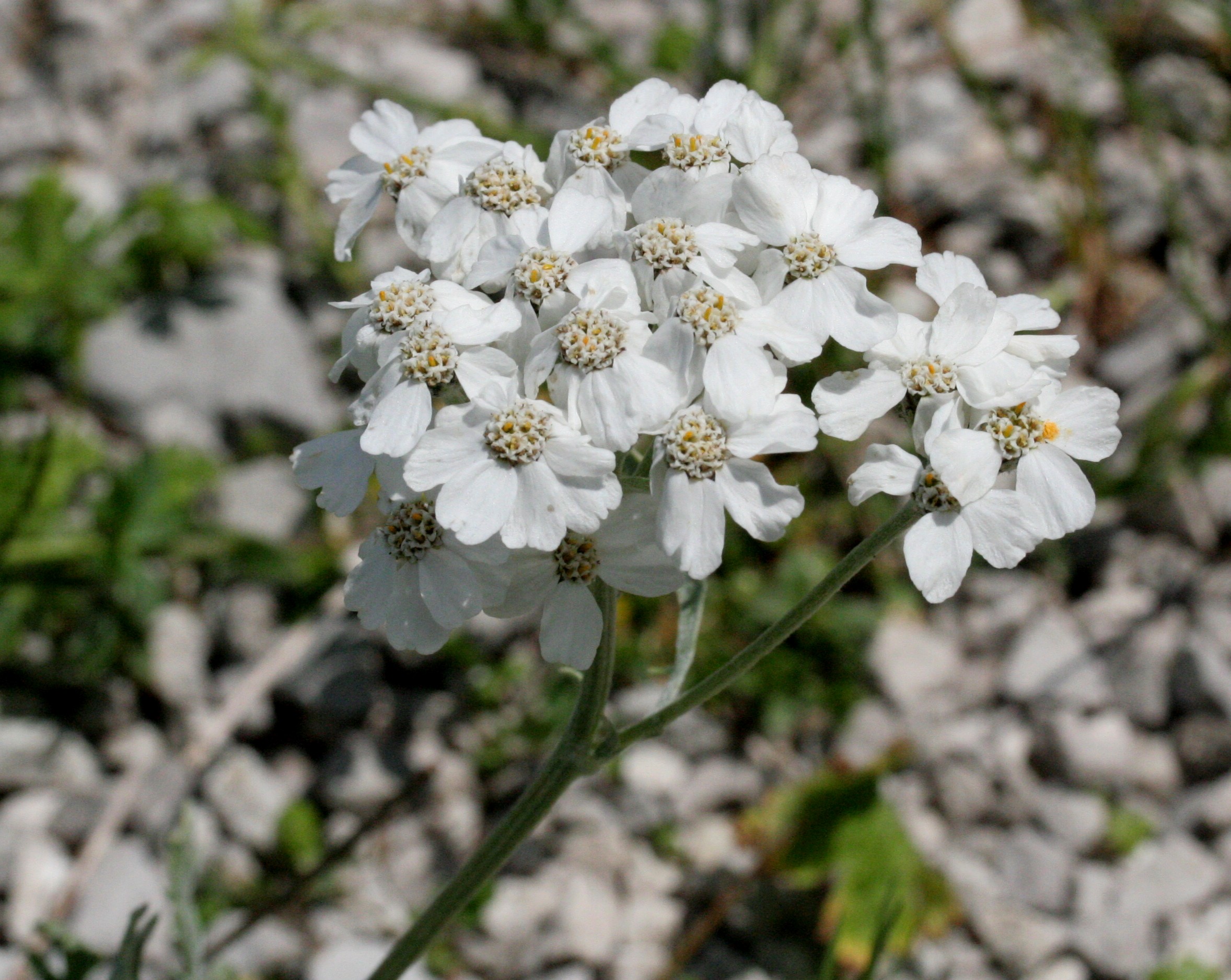 Achillea Millefolium: Proprietà, Benefici & Uso