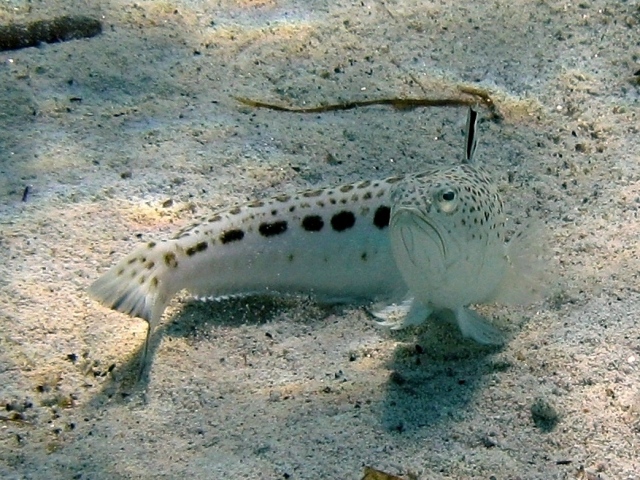 Puntura di tracina: come si riconosce, sintomi e rimedi