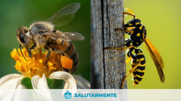 Puntura di api e vespe: come riconoscerle, rimedi e allergia