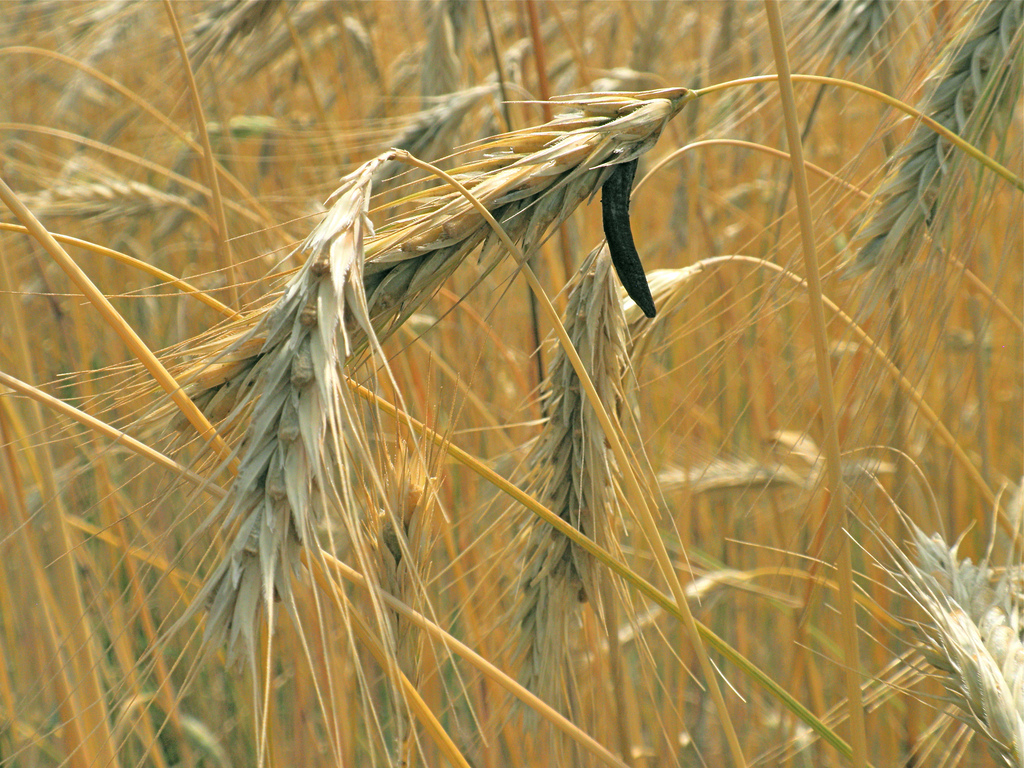 Segale cornuta e Claviceps purpurea: proprietà e principi attivi ...